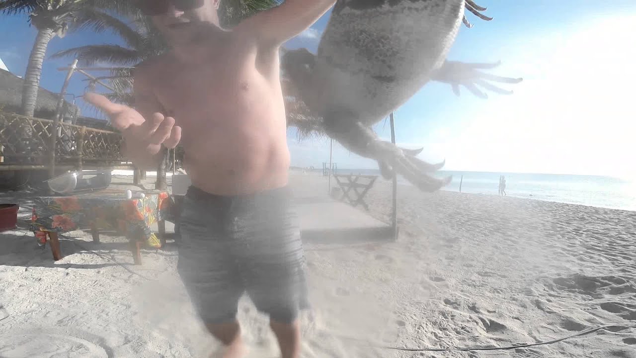 When Iguana's attack. - YouTube