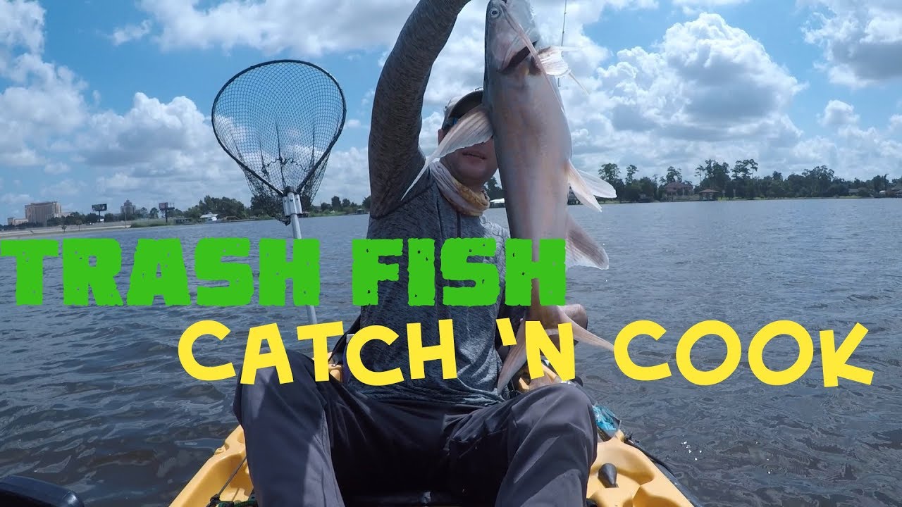 "Trash Fish" Catch and Cook | Gafftop Sail Catfish | Kris Harper Show ...