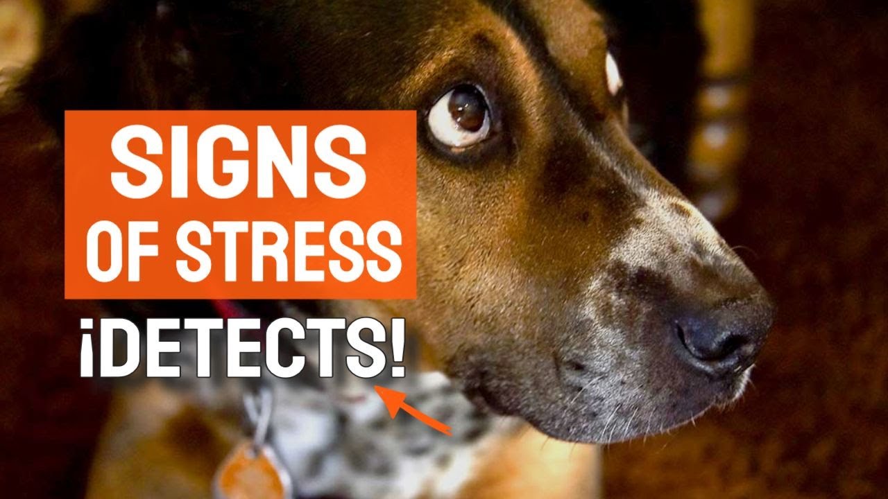 STRESS in DOGS: 🐶 How to Spot the Signs of Stress - YouTube