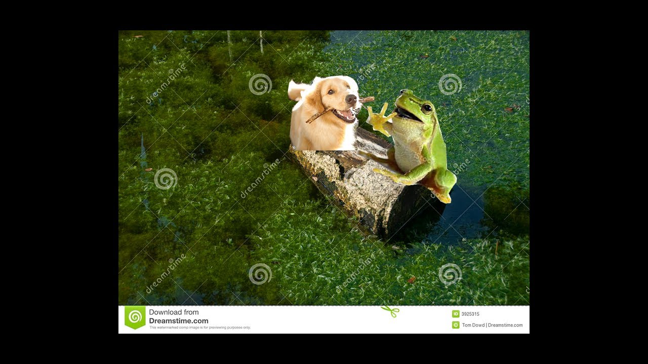 Dog and a Frog on a Log - YouTube