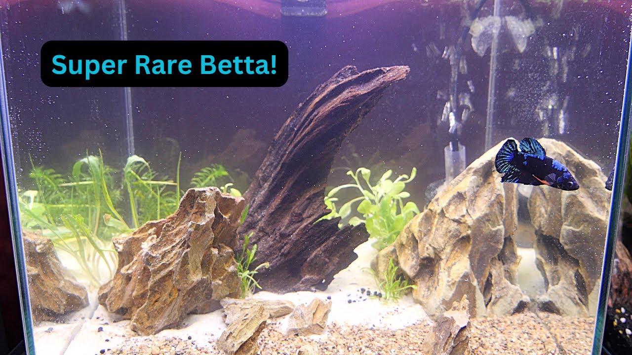 5 Gallon cube, planted Betta Aquarium! (Epic study version) - YouTube