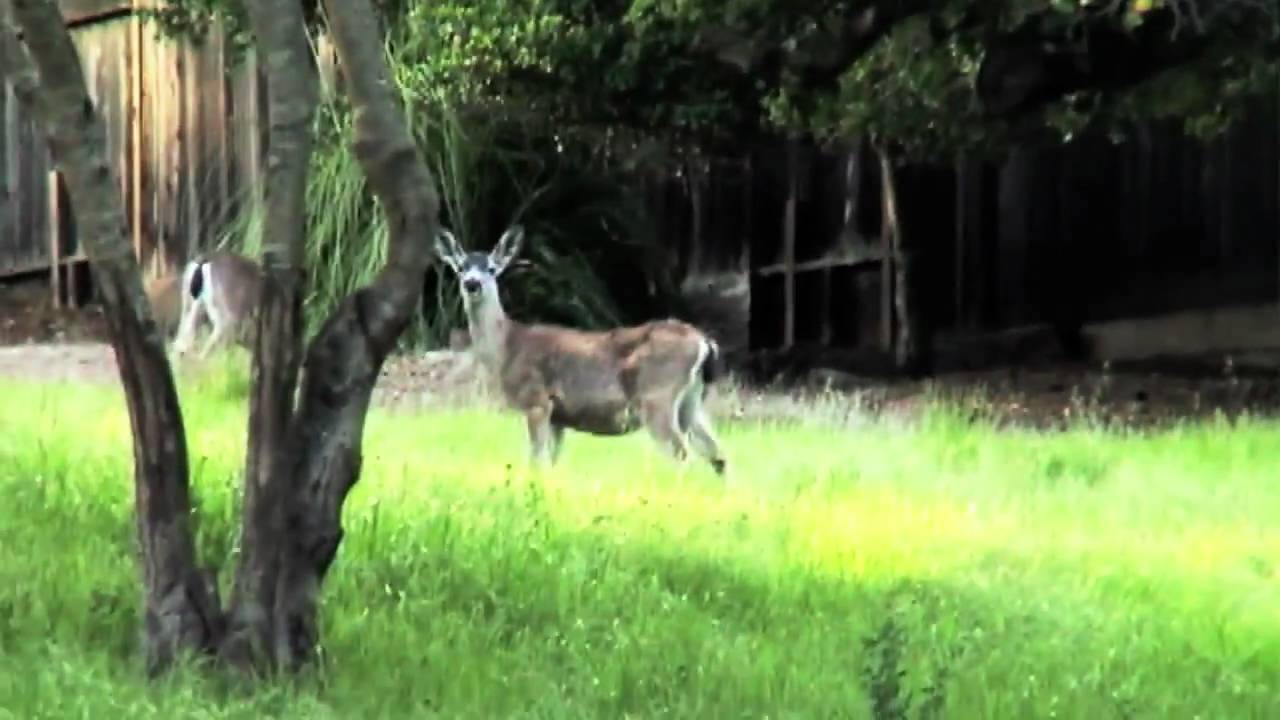 Deer: Geico Commerical Spoof: Steph Biehl and Josh Matos for ASNDNU ...