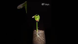 18-Day Beans Growth Timelapse 🌱 From Seed to Young Plant! #beans #garden
