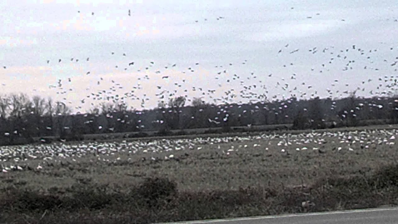 Snow goose roost - YouTube