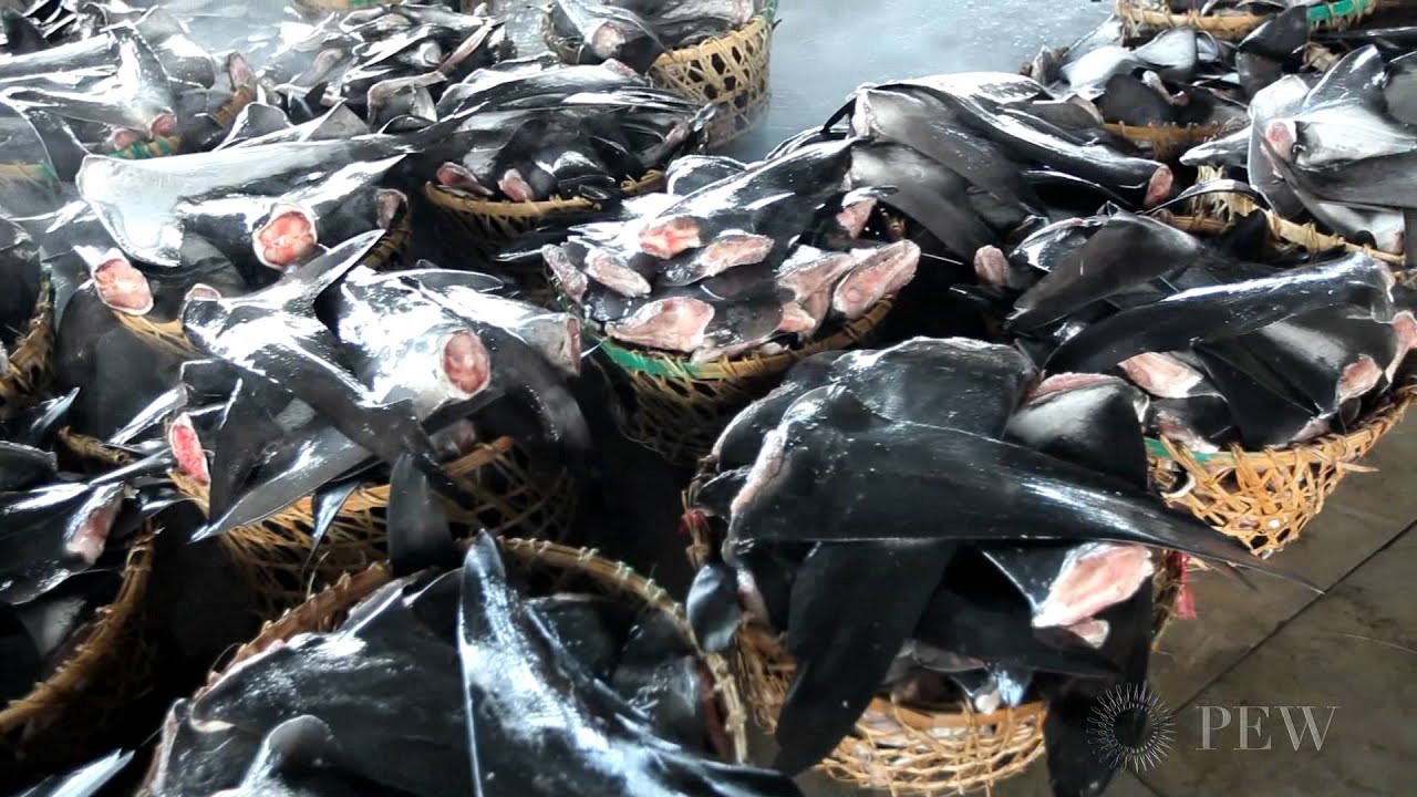 Shark Fishery Images from Taiwan, Province of China Underline Global ...