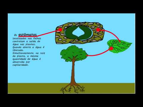 Transpiração Vegetal - YouTube