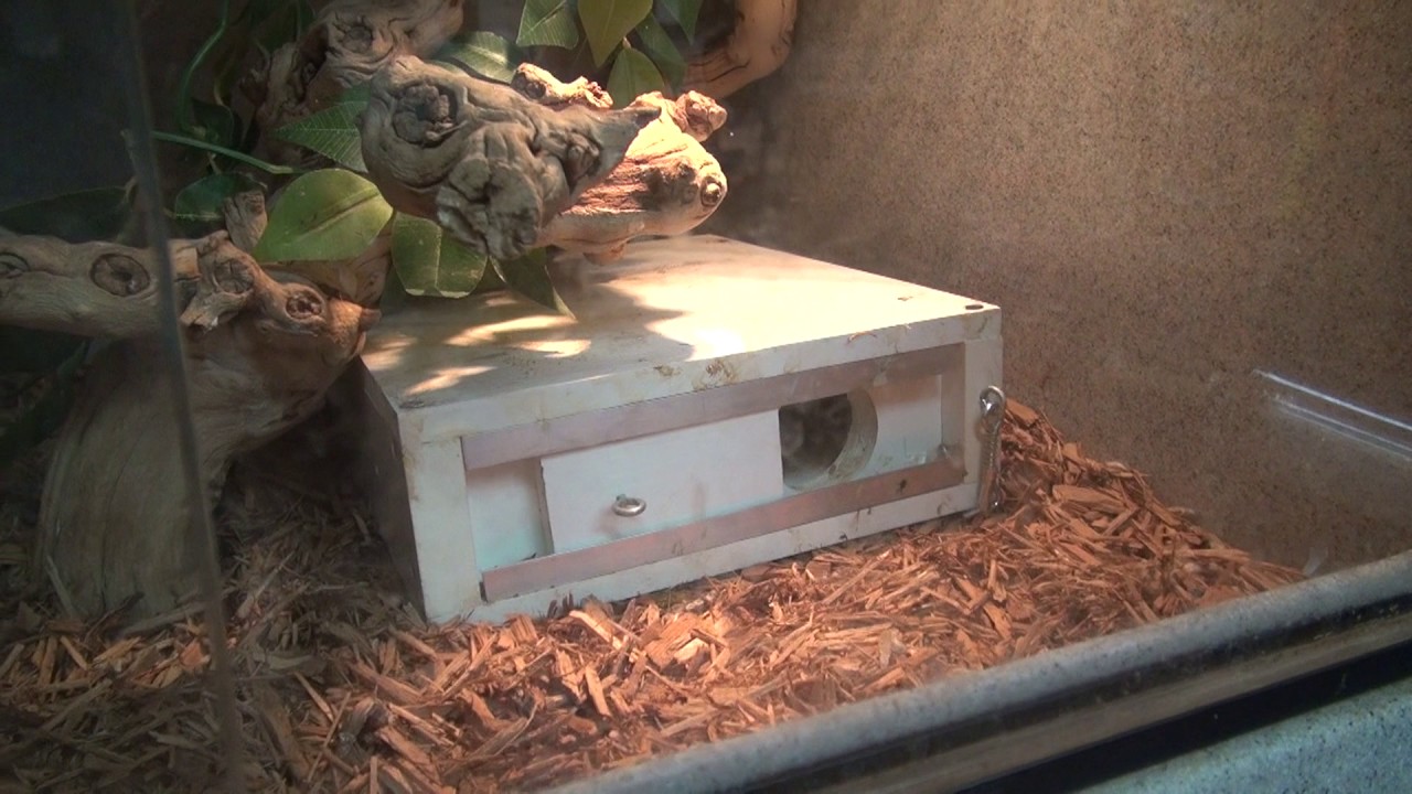 Trap-Box Usage - YouTube