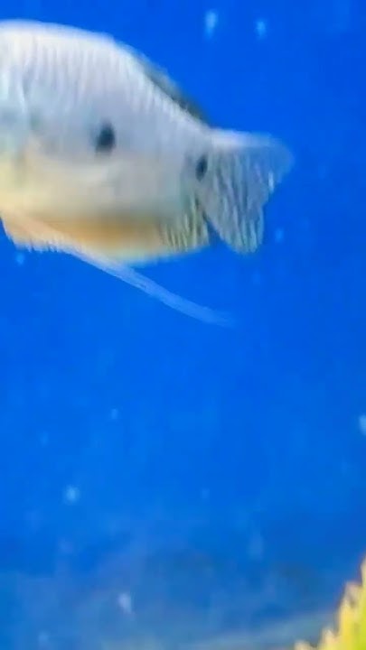 White Guramis #fishlover #fishtank #fish #bettafish #shorts #viral # ... White Guramis #fishlover #fishtank #fish #bettafish #shorts #viral # ...