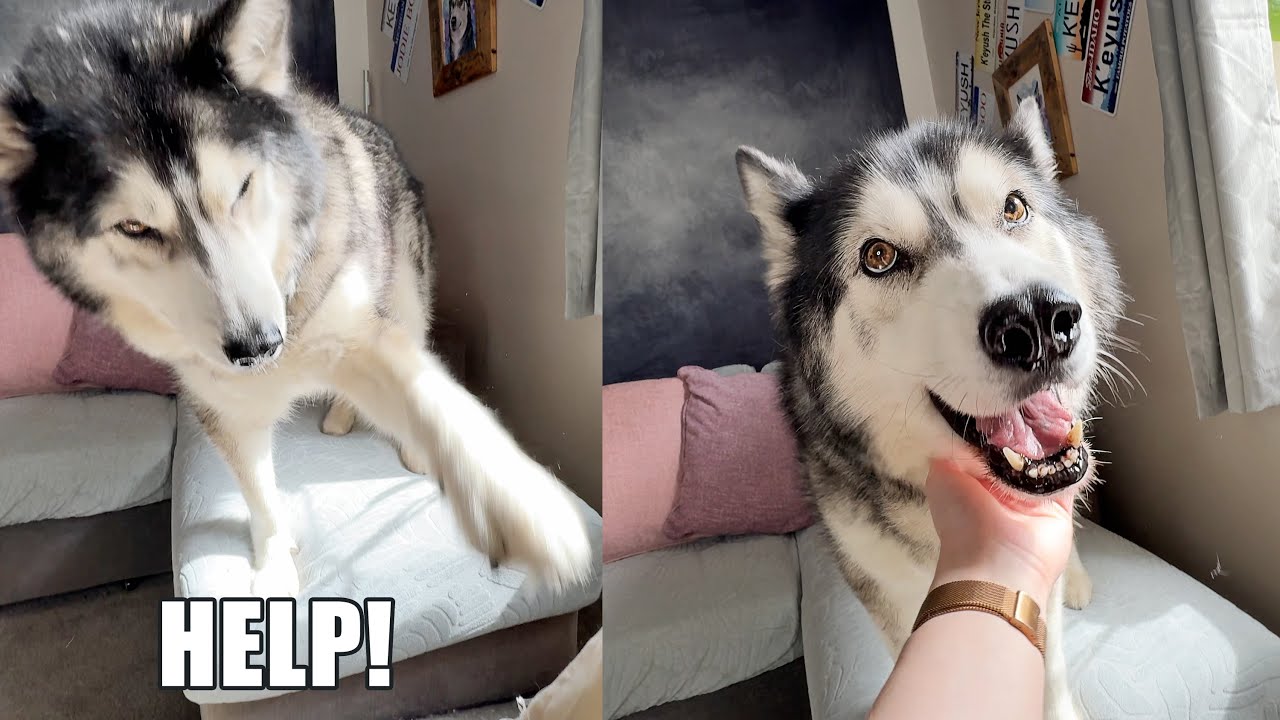 Concerned Husky Needed help & A Cuddle! - YouTube