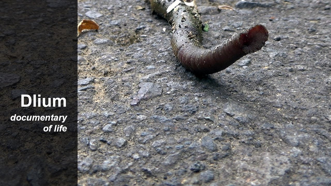 Giant green leech (Raksasa hijau) - part 2 - YouTube