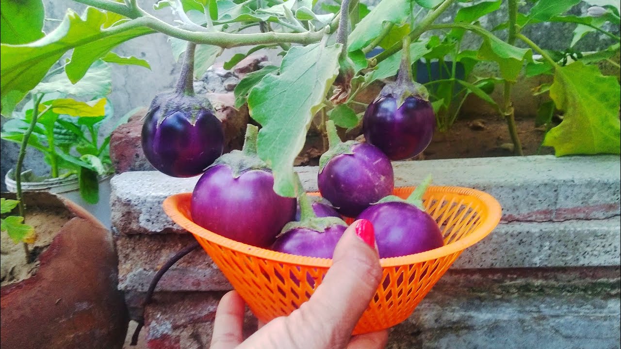 Vegetable Garden Tour- OCTOBER Harvest Time| Massive Eggplant/bringel ...