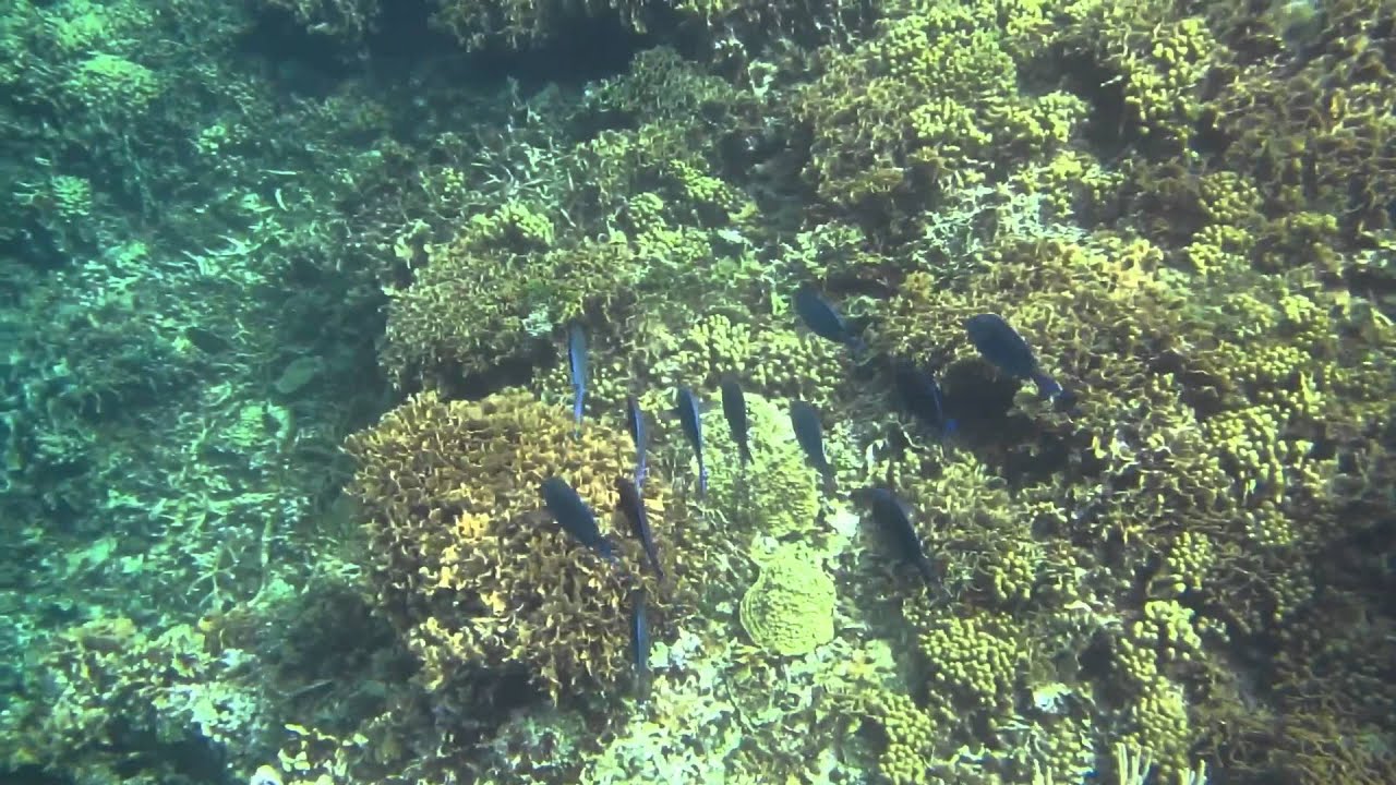 Snorkeling Maya Key at Mahogany Bay, Roatan, Honduras 2014 - YouTube