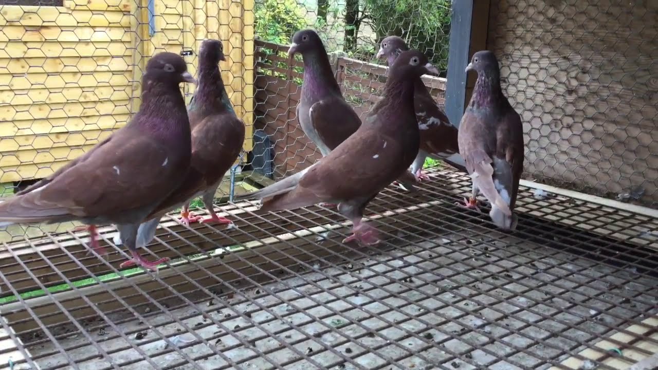 Tippler pigeon ,Inbreeding or Linebreeding .Who knows? - YouTube