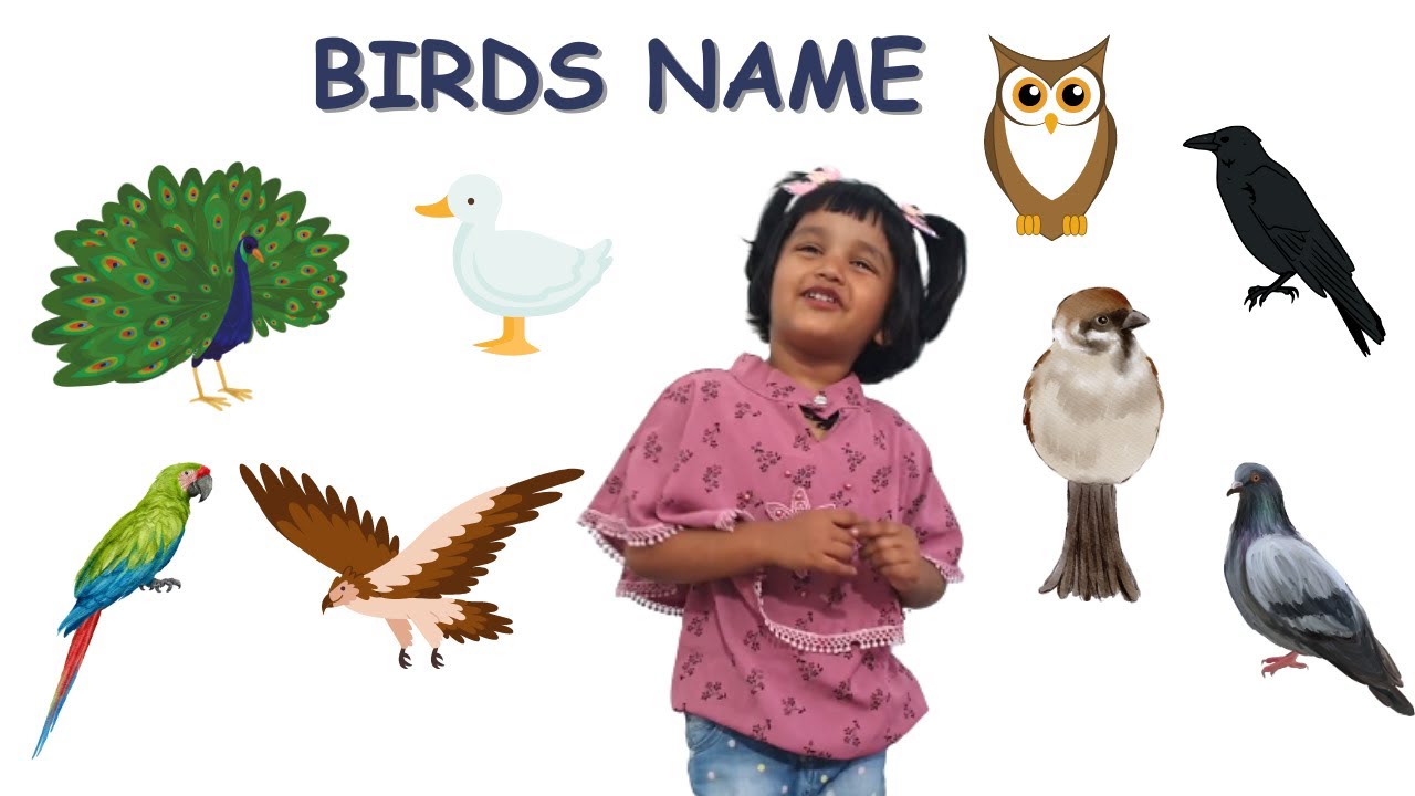 Birds name in english | Birds name | 10 birds name | pakshiyon ke naam ...
