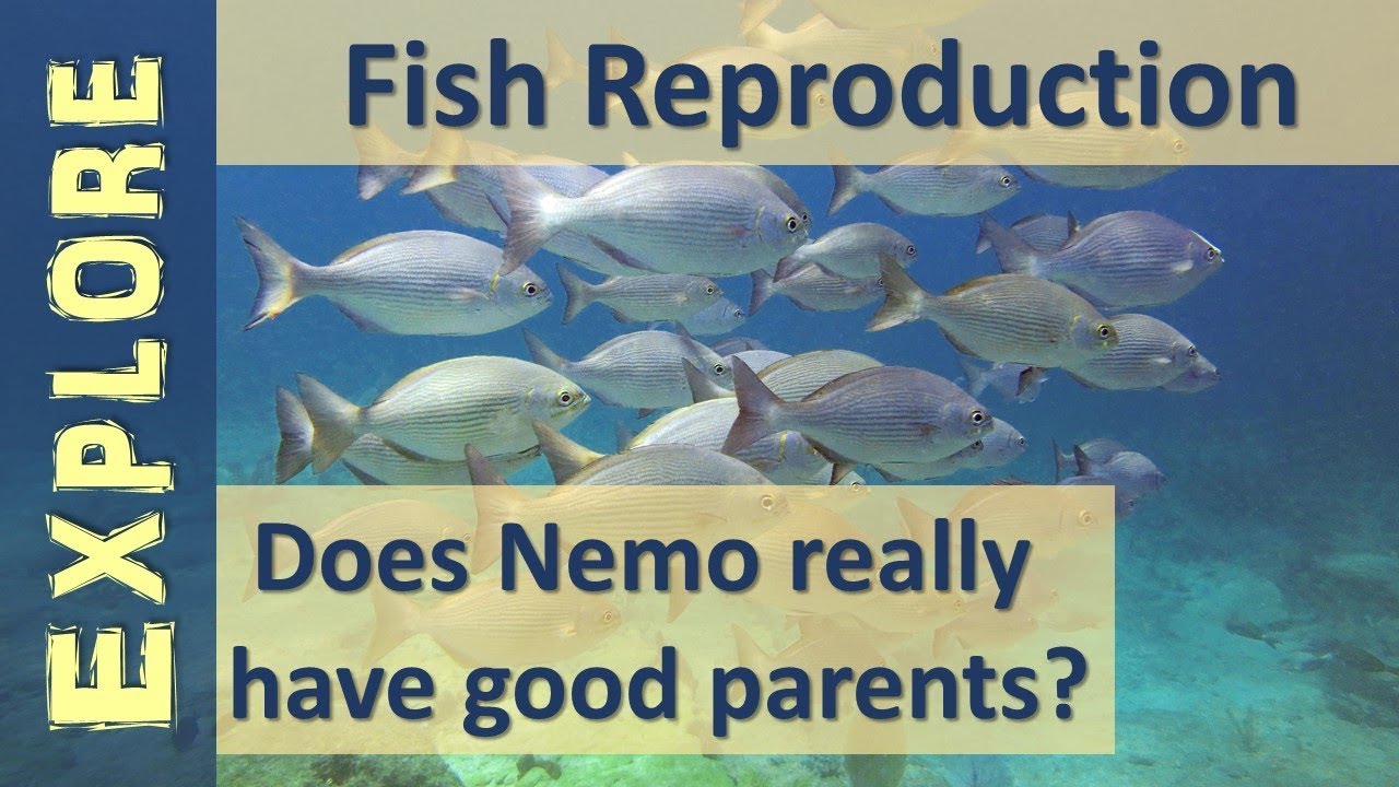 Fish Reproduction Study Reinforces Link Between Gill Size And Oxygen