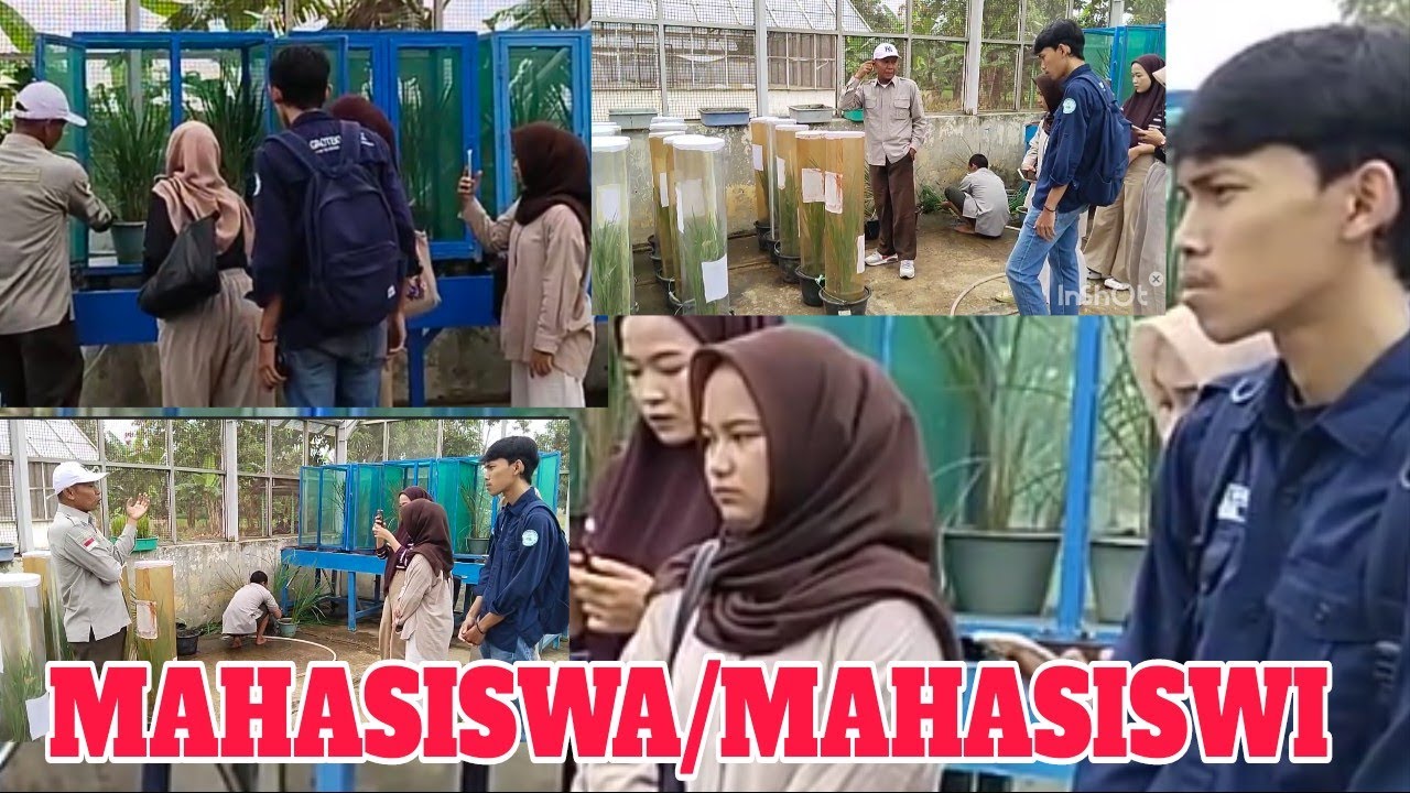 Mahasiswa Mahasiswi Purwokerto Belajar Hama Tanaman Padi | Wereng ...