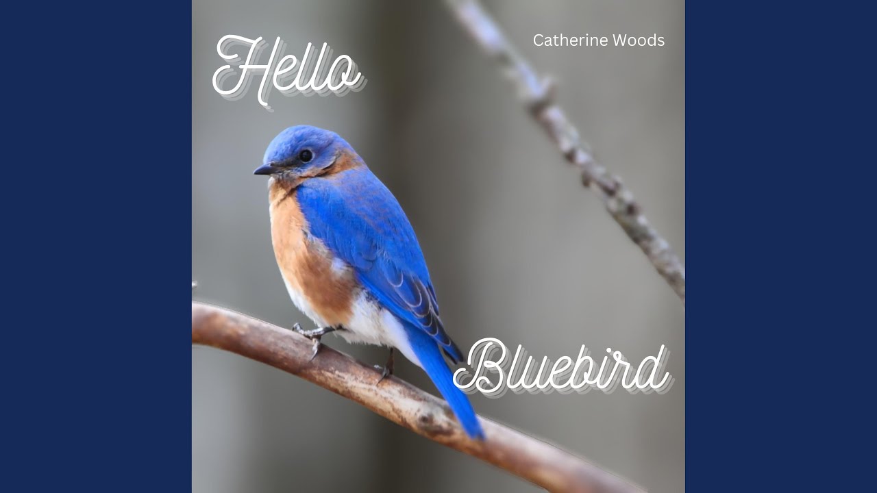 Hello Bluebird - YouTube