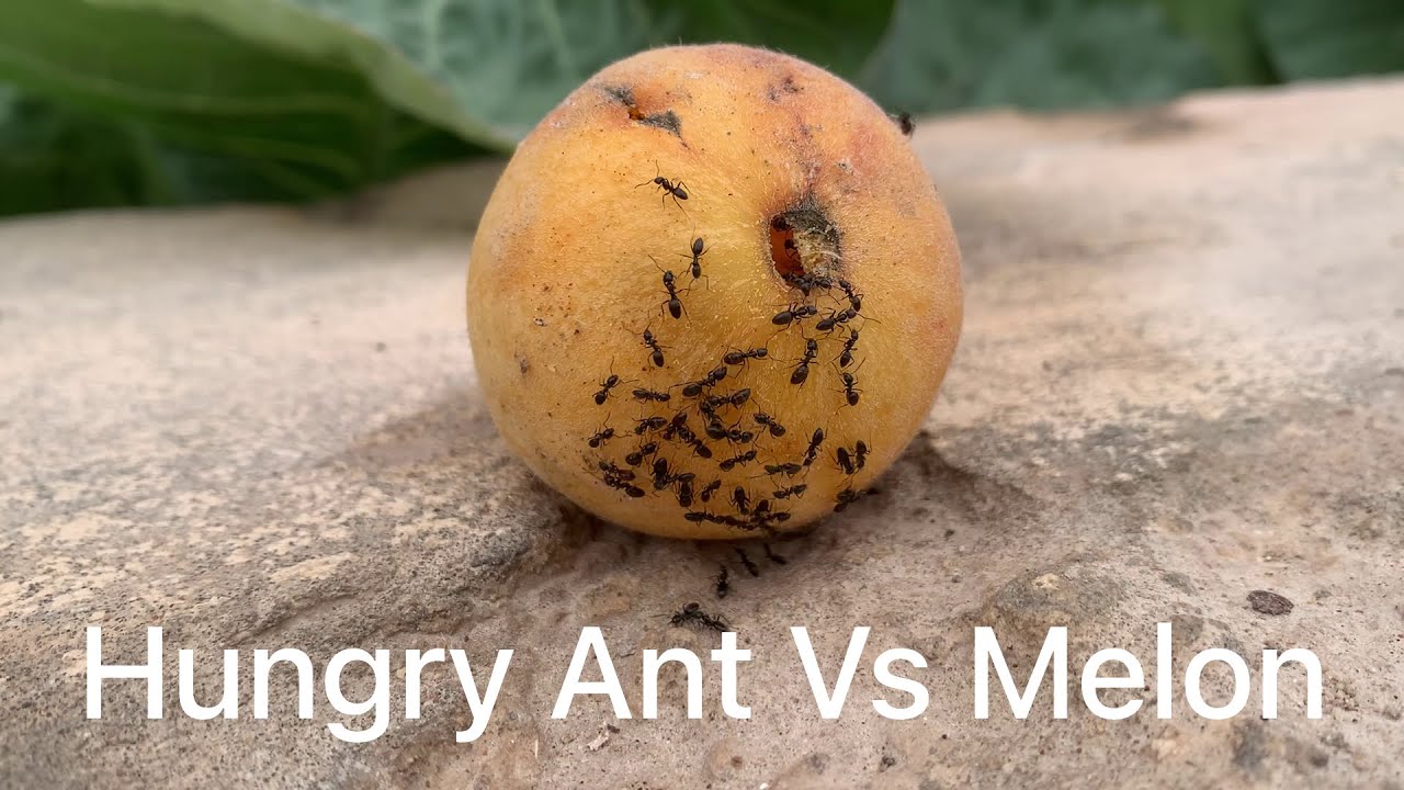 Hungry Ant Vs Melon || Hungry Ant Colony || ant and Melon || #ants # ...