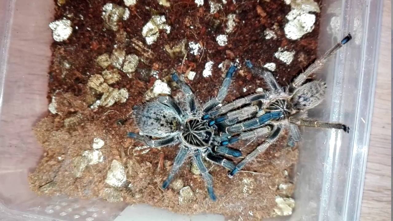 Idiothele mira [MATING] - YouTube