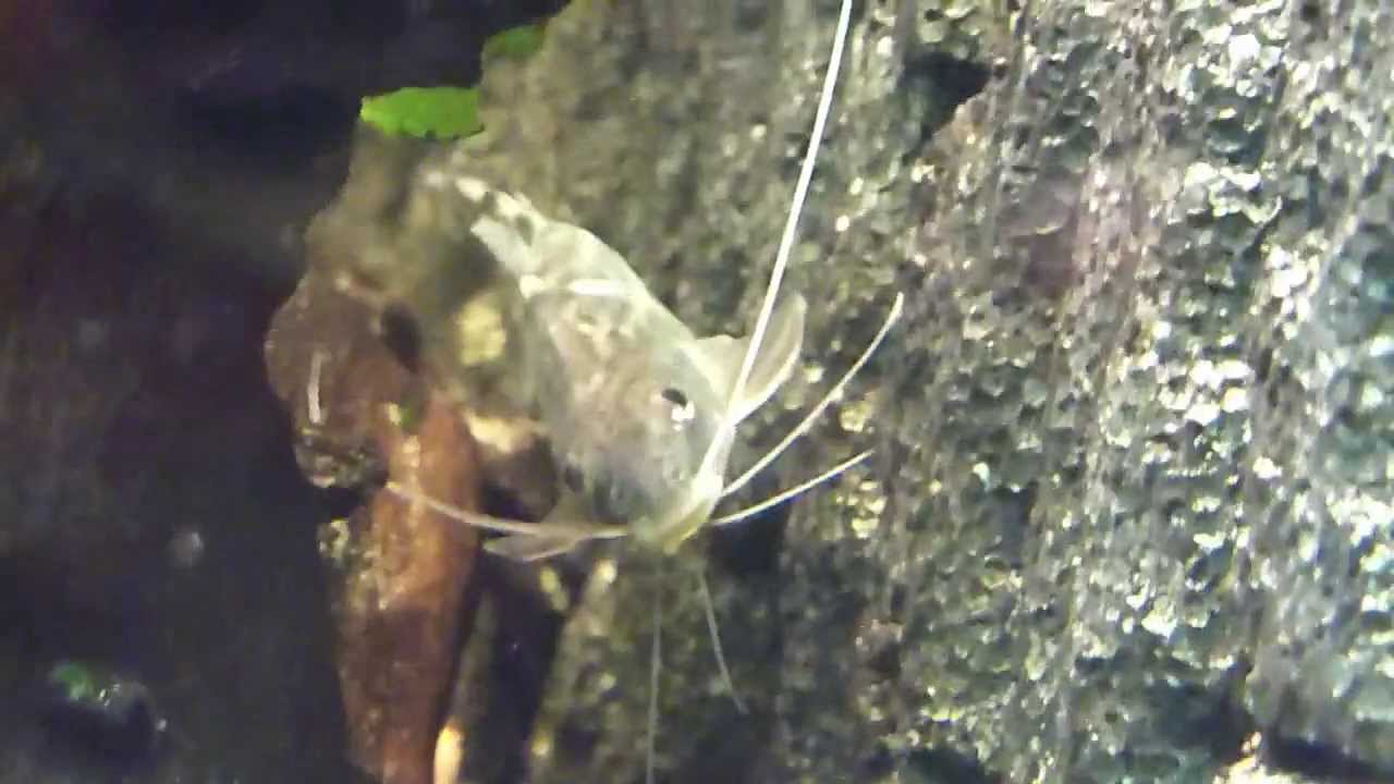 Pimelodus Pictus (Pictus Catfish) - YouTube