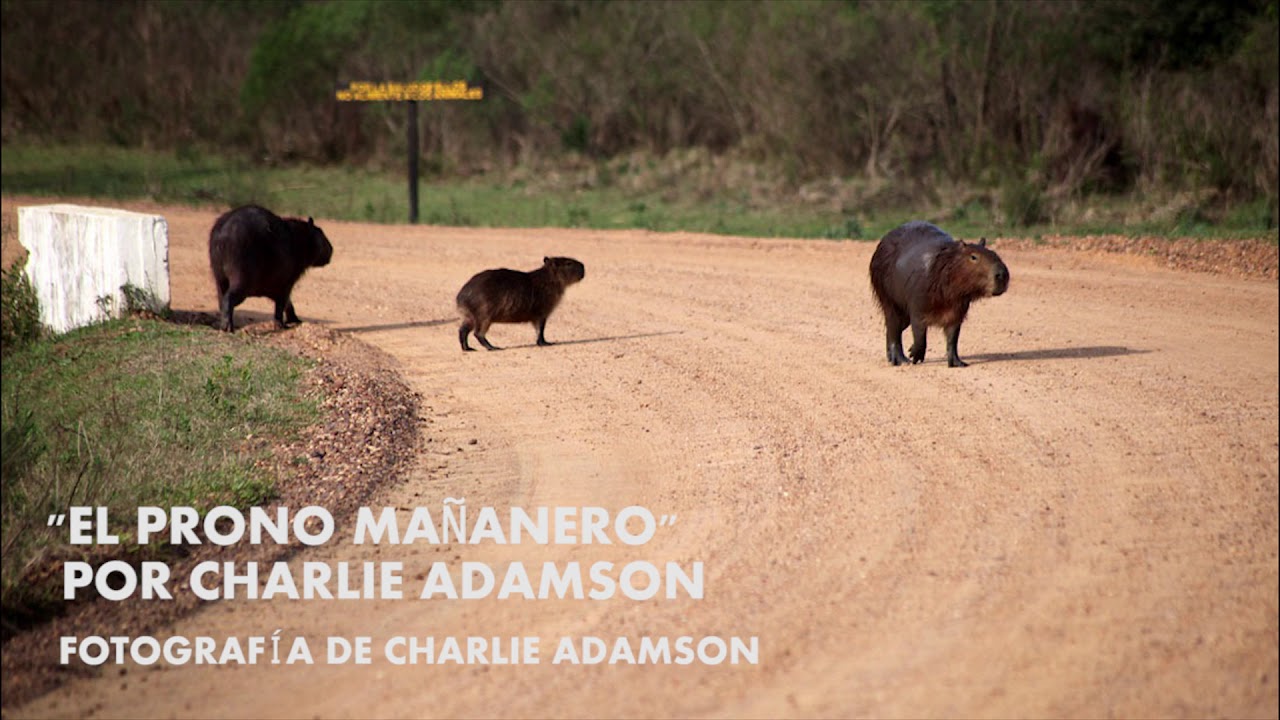 "Prono mañanero" de Charlie Adamson. 21 de mayo - YouTube