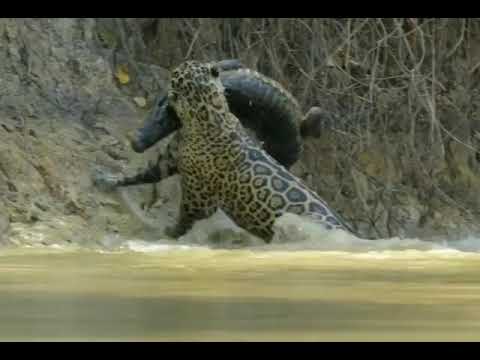 Buaya vs Macan tutul