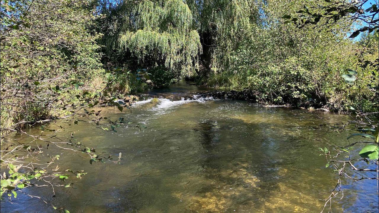 Creek Fishing for Wild Brown Trout in the Great Lakes Region - YouTube