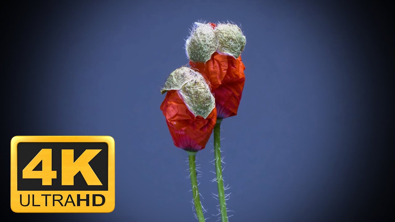 [4K] Flower, Time Lapse, Red, Plant, Blooming | FREE STOCK FOOTAGE ...