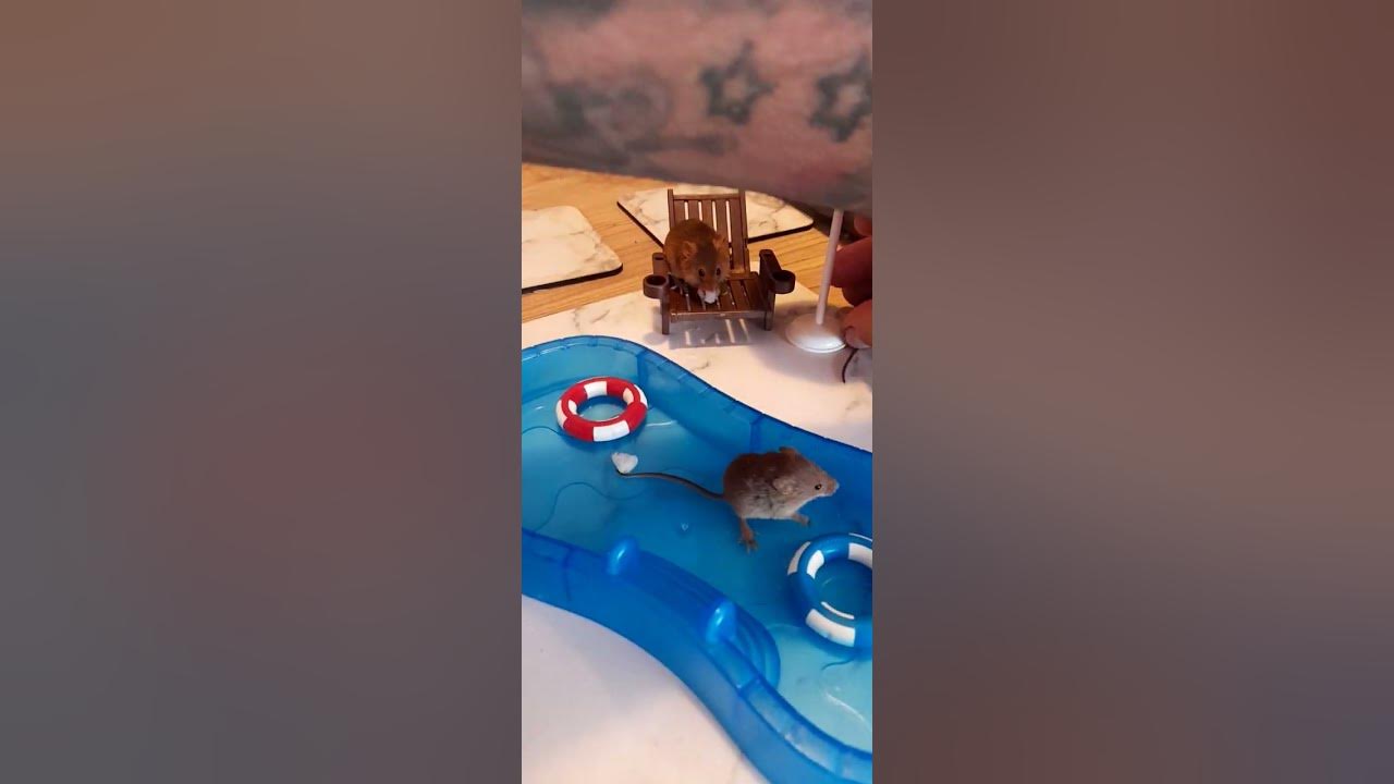 Mr Jingles At The Pool Youtube