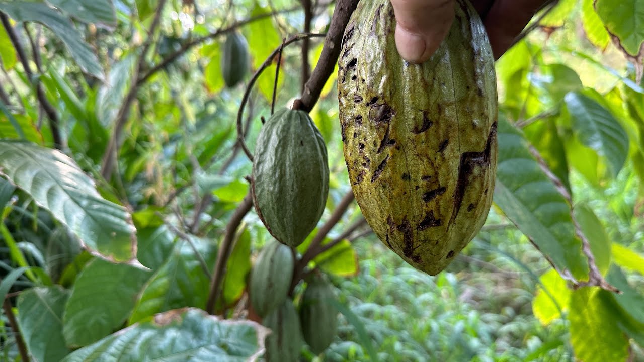 How We Grow Cacao From Seed In Compost, Natural Farming Fruit Trees | 3 ...