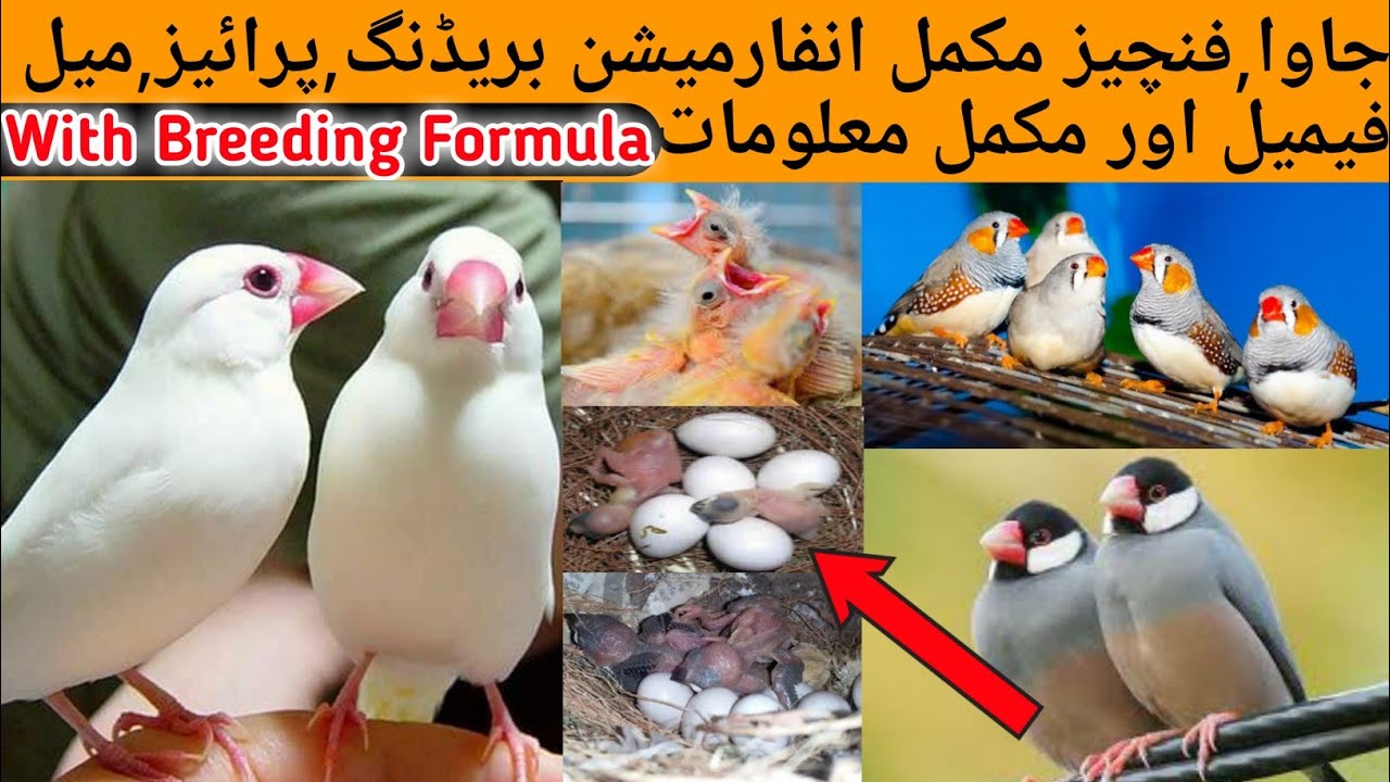 Java And Finches Complete Information Breeding, Prices, Male Female And Age identifying - YouTube