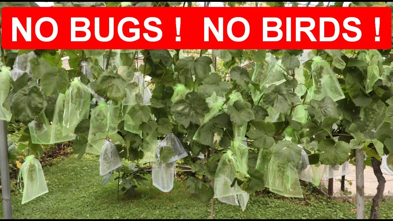 How To Protect Fruit From Birds And Insects - YouTube