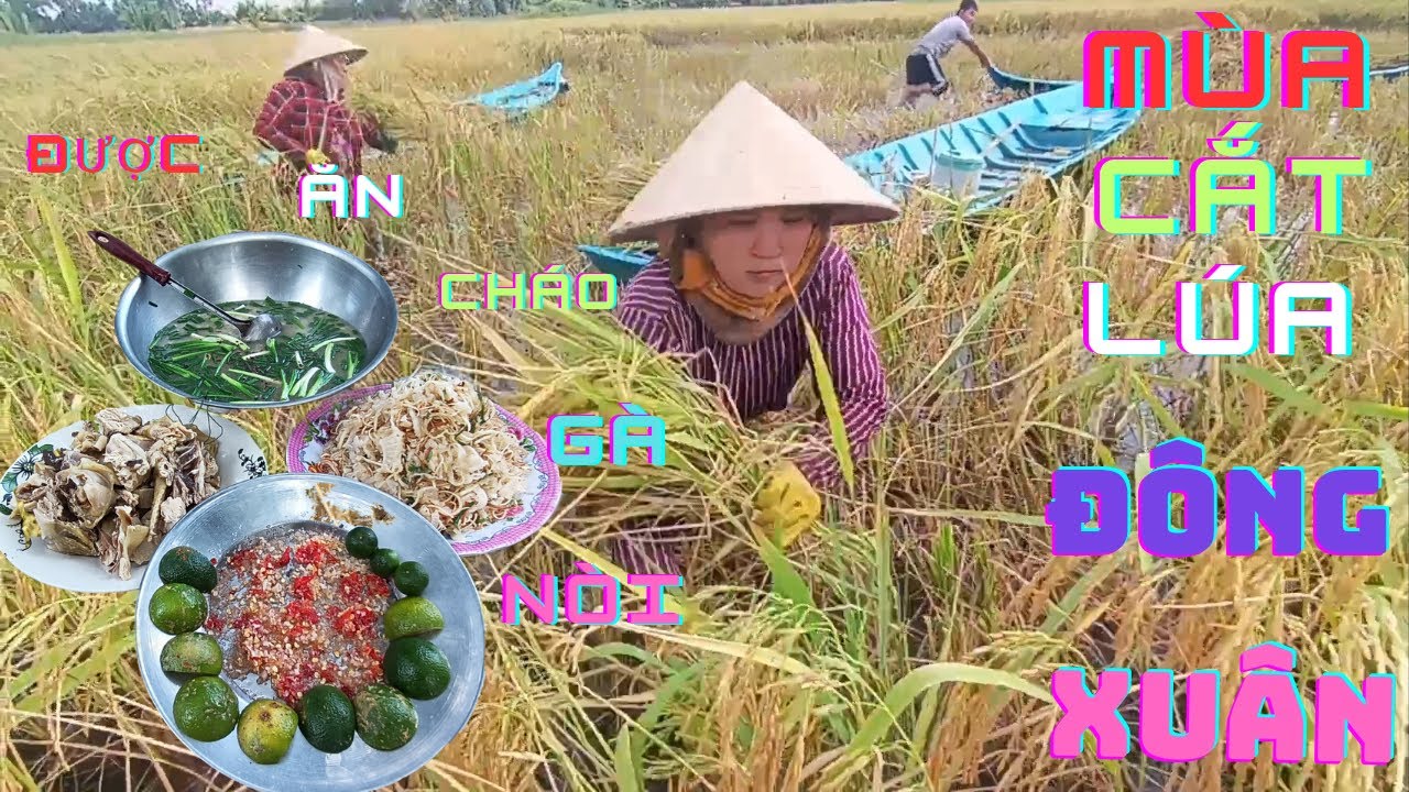 Mùa Cắt Lúa Đông Xuân Quê Nhà|Sao Ngày Cắt Lúa Nấu Nồi Cháo Gà Nồi Ăn ...