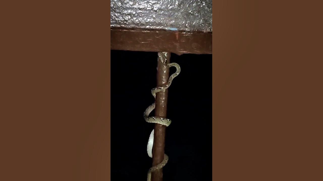 crazy-x-y-z-shorts-ytshorts-viralvideo-trending-snake-youtube