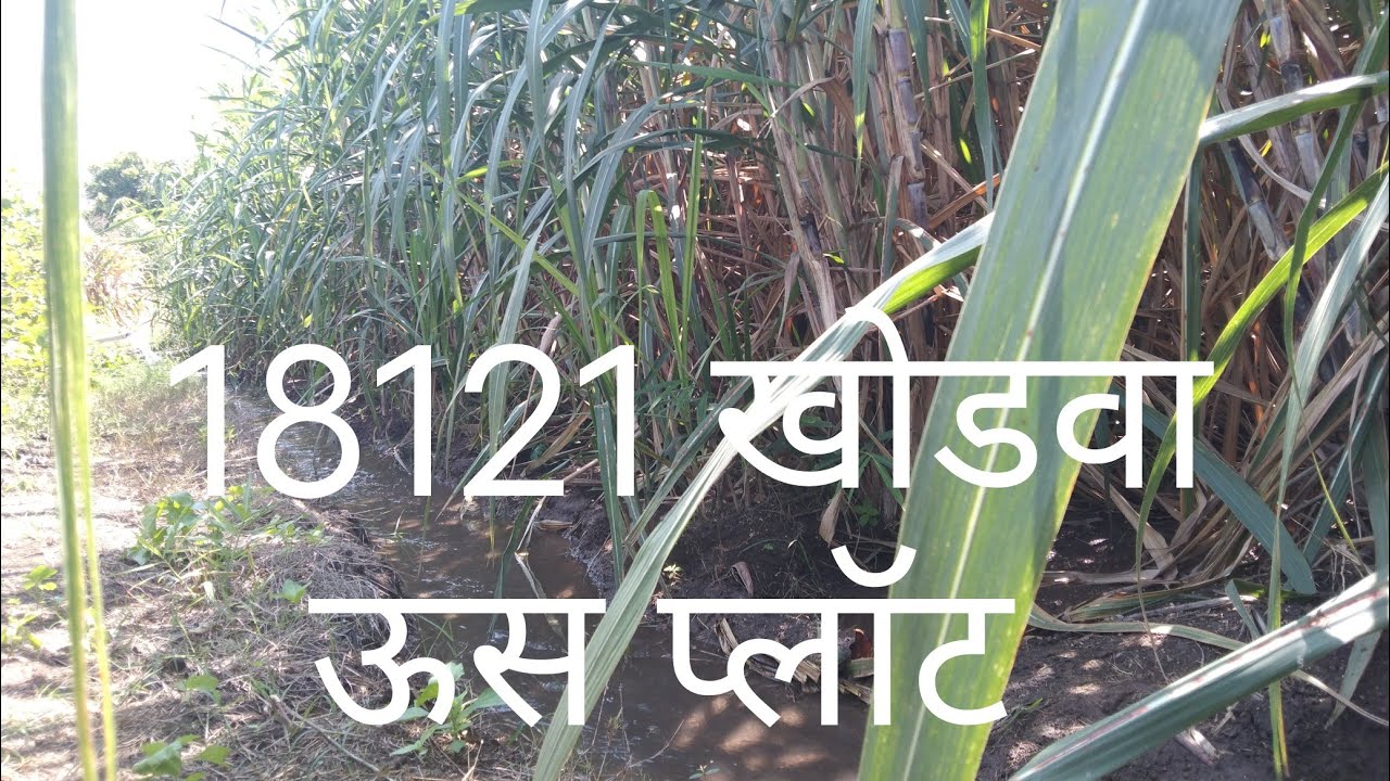 खोडवा प्लॉट नवीन ऊस व्हायरायटी 18121 कसा आला आहे ते बघा? - YouTube