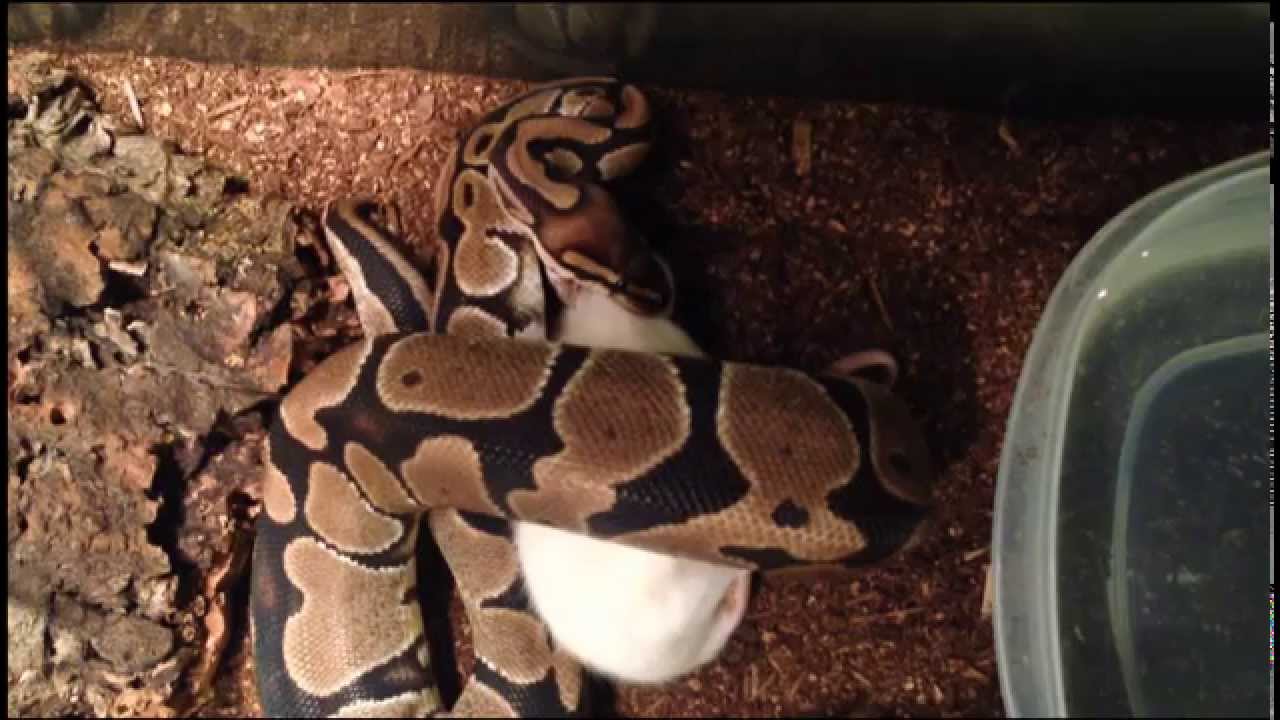 Epic BallPython VS. Fancy Rat #2 Snakes second meal - YouTube