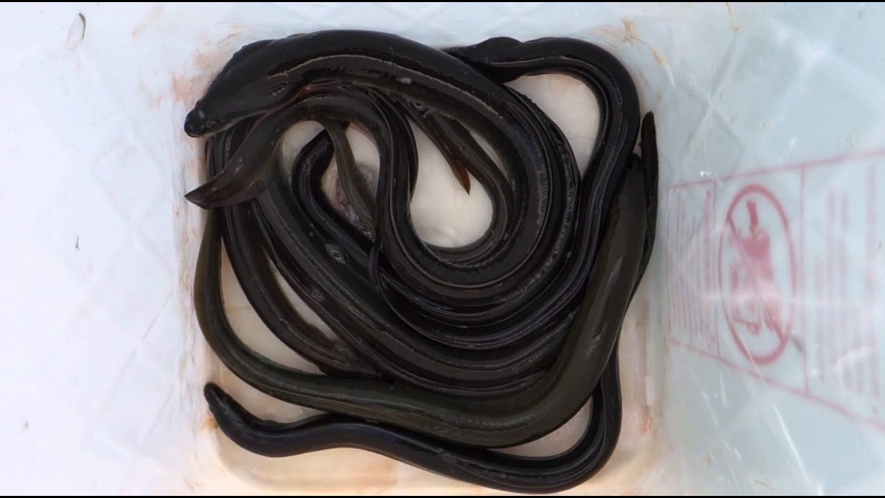 Bucket of eels - YouTube