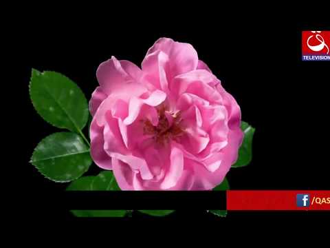 Ta Sora Ma Xan Qurban Ay Muhammad Rasool Allah (Khowar Naat) :: Qashqar TV