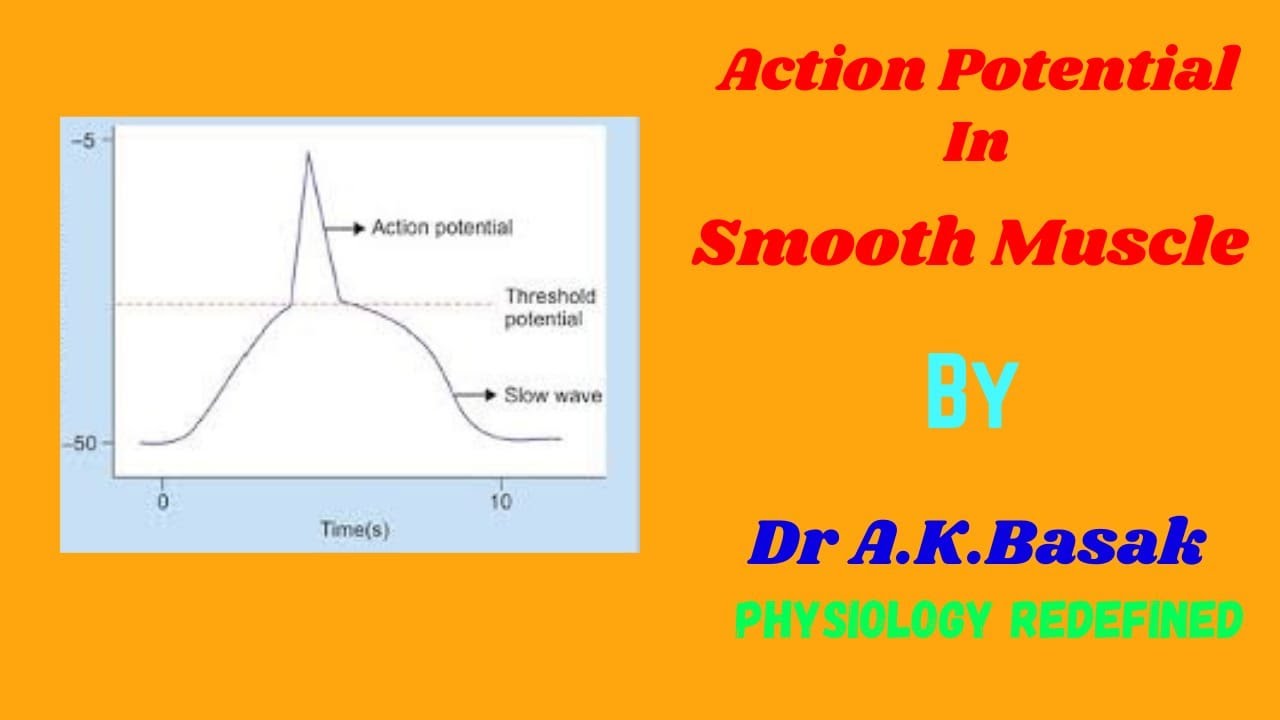Action Potential in Smooth muscle : For MBBS students - YouTube
