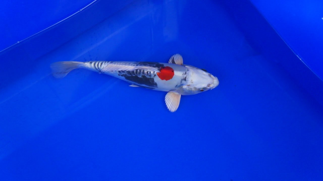 DOITSU KIN SHOWA - NISAÏ - KASE 21CAK50 - YouTube