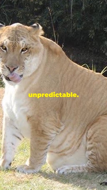 7 Fascinating Facts About Ligers You Didn't Know! #Ligers # ...