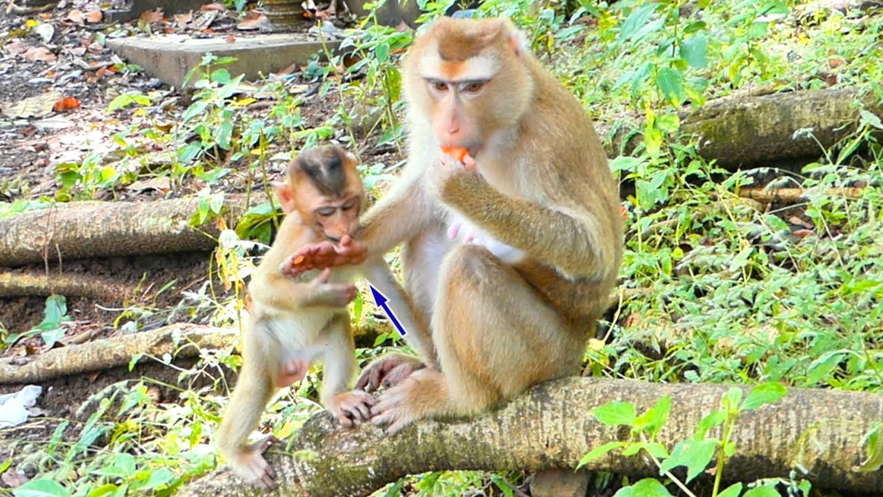 Adorable ! Baby cute monkey SABA tries to ask food from Mom - but Mom ...