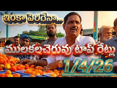 1/4/26 Mulakalacheruvu tomato market price today 🍅#todaytomatorate #crkvideos16 