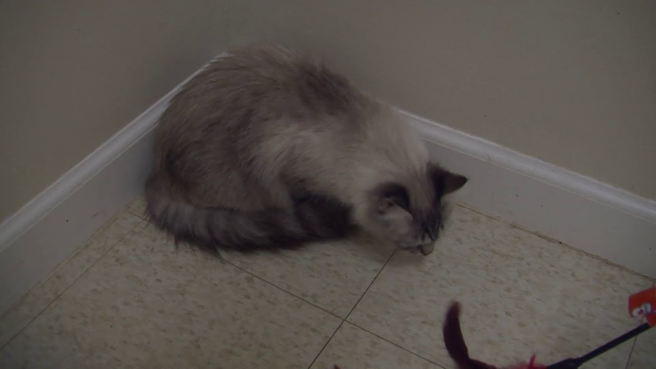 Hot Dogs and Cool Cats -- Week of February 1, 2018 - YouTube
