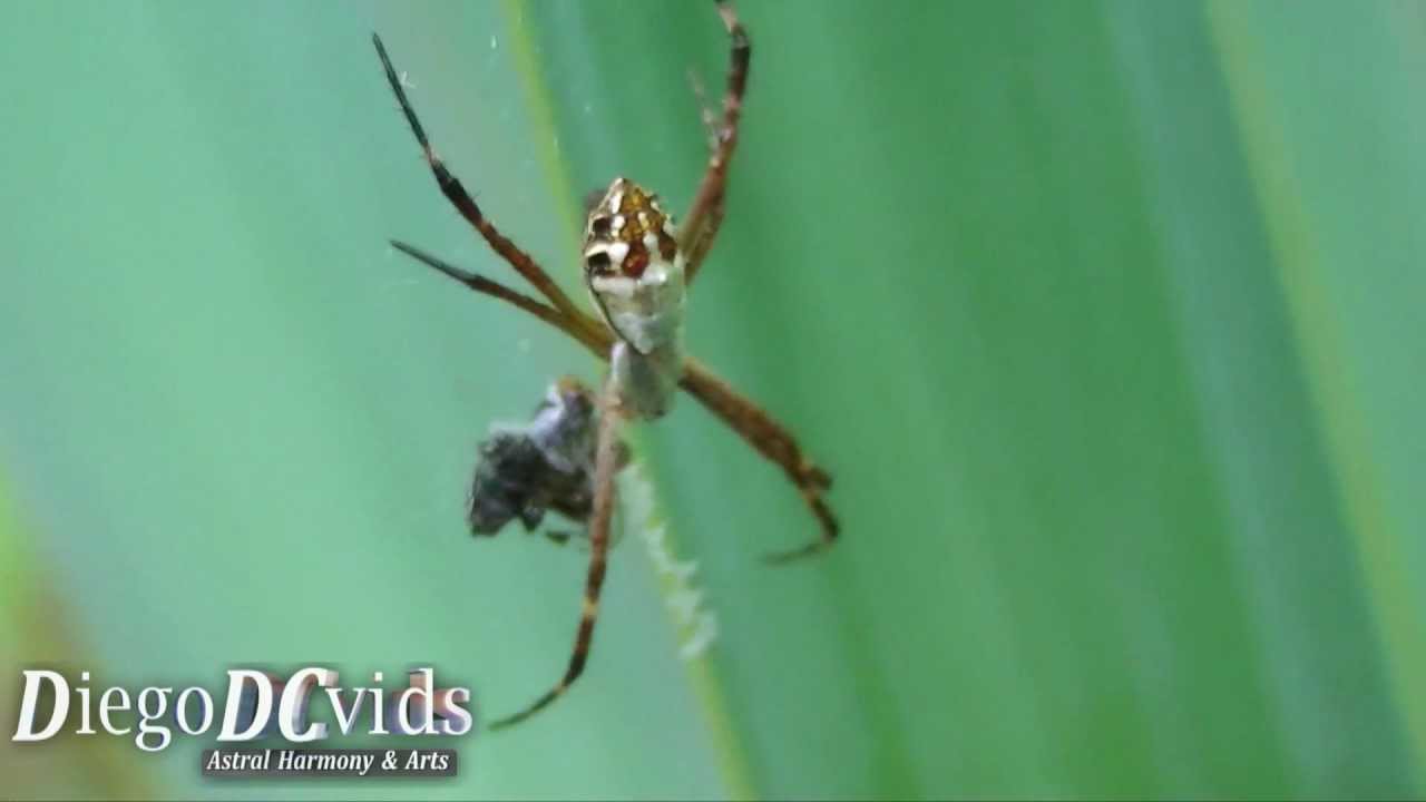 Argiope florida (Araneidae) aranha argiope - YouTube