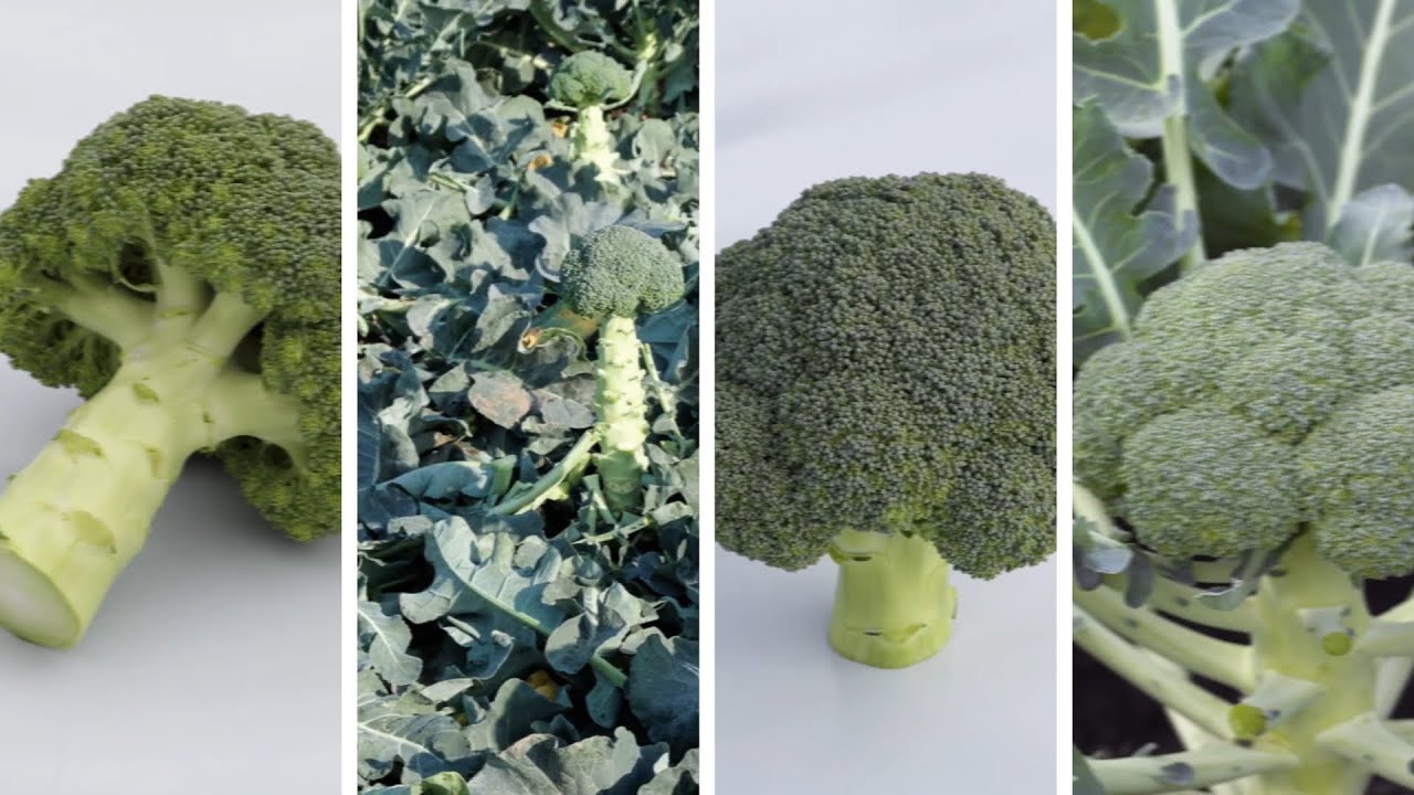 Batory F1 na dwa zbiory - YouTube