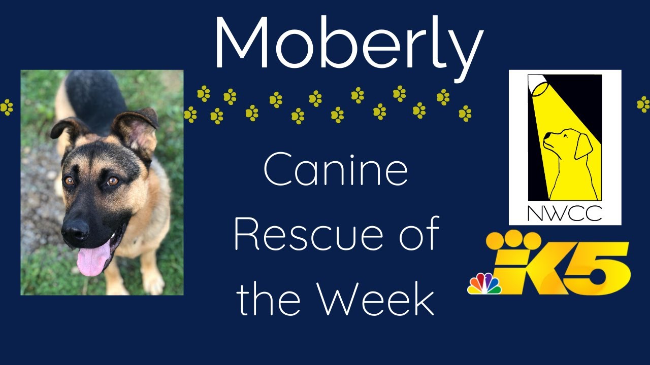 Moberly on KING5 Seattle with Steve Bunin - YouTube