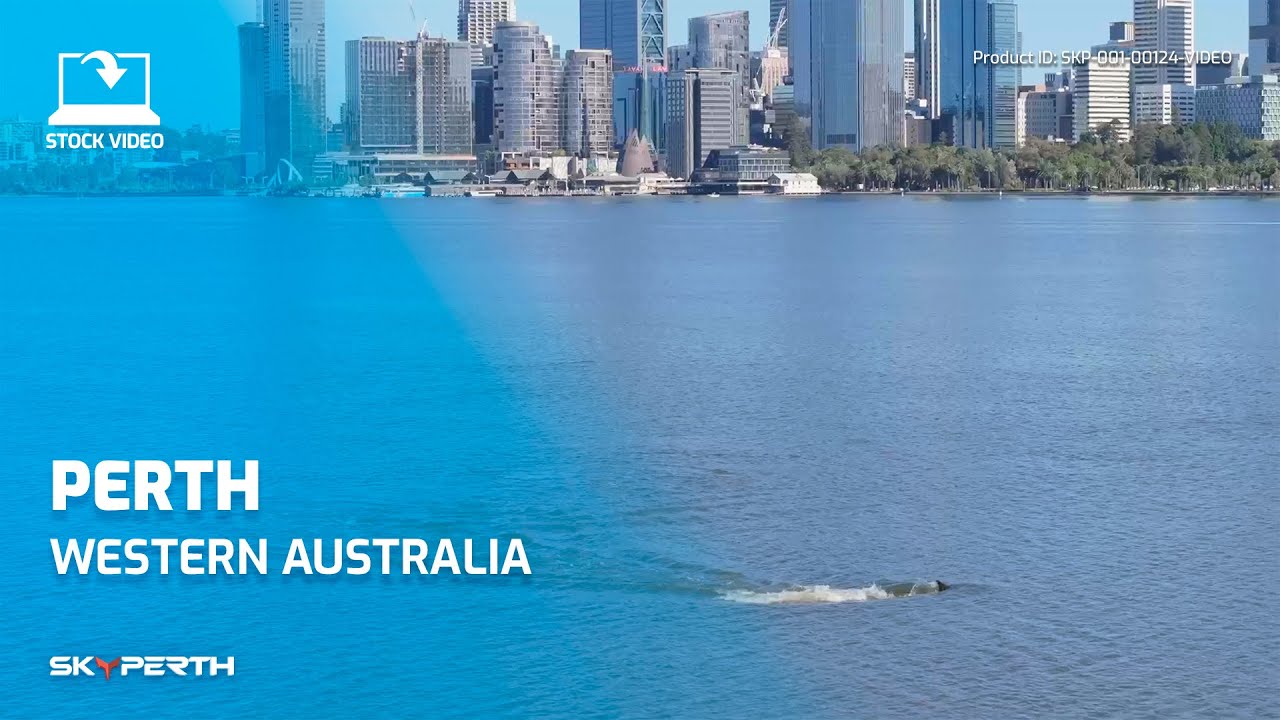 Dolphins in Swan River, South Perth | Perth - YouTube