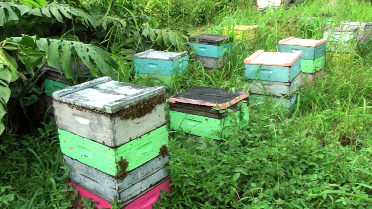 Bees and Pollination in the Coffee Orchard | Coffea arabica | Video ...