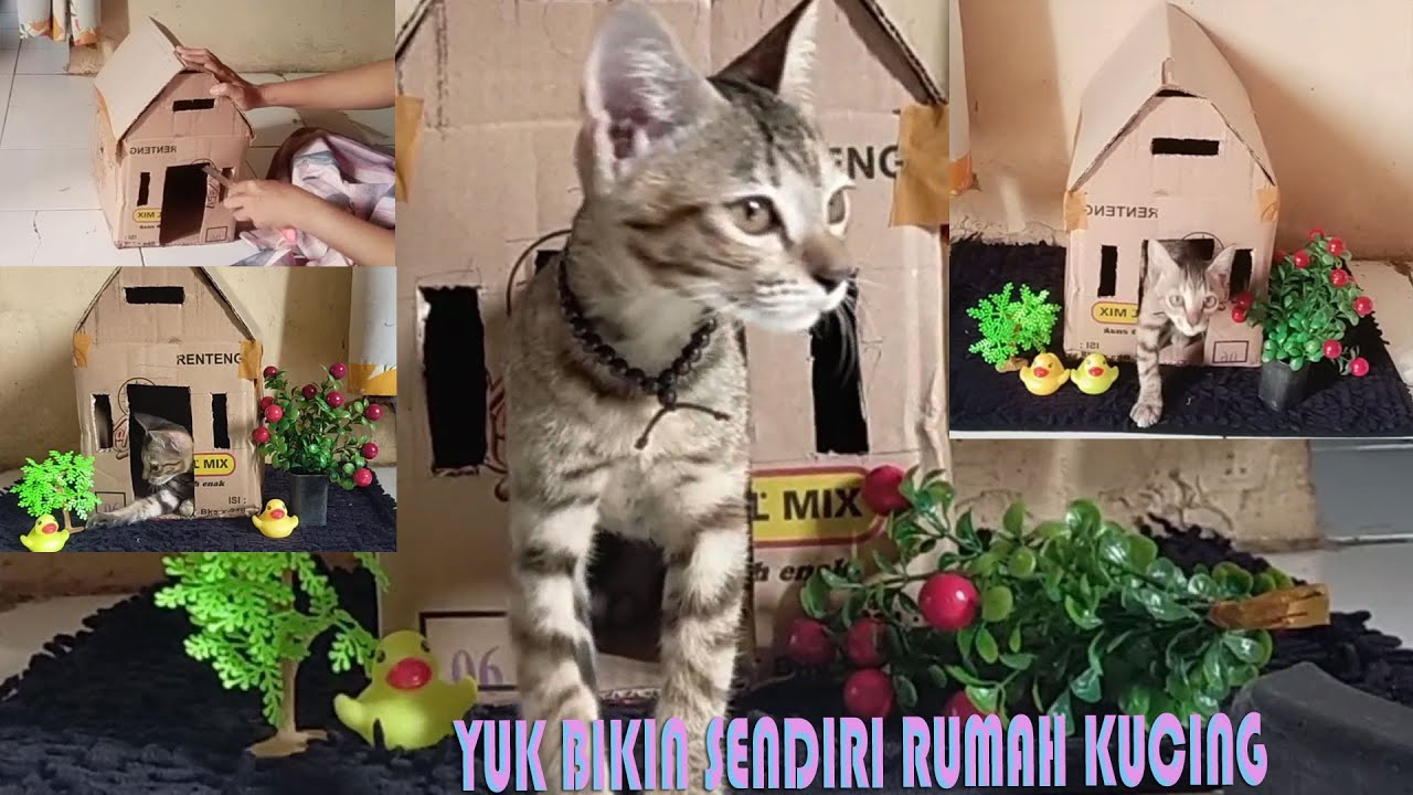 Cara Membuat Rumah Kucing Dari Kardus Bekas - YouTube